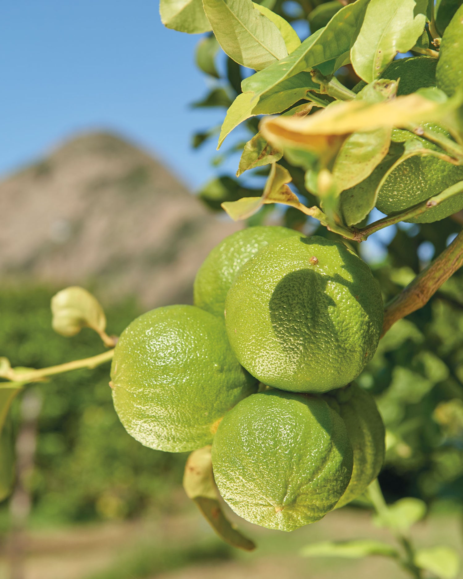 Aventus | Travel Atomiser Refill Set | Creed Fragrance UK